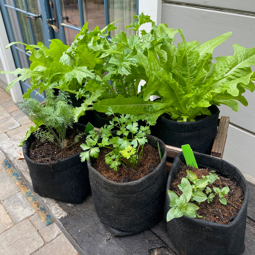 Organic Seasonal Varieties Seedling 6-Pack Bundle Seedling Bundle ...