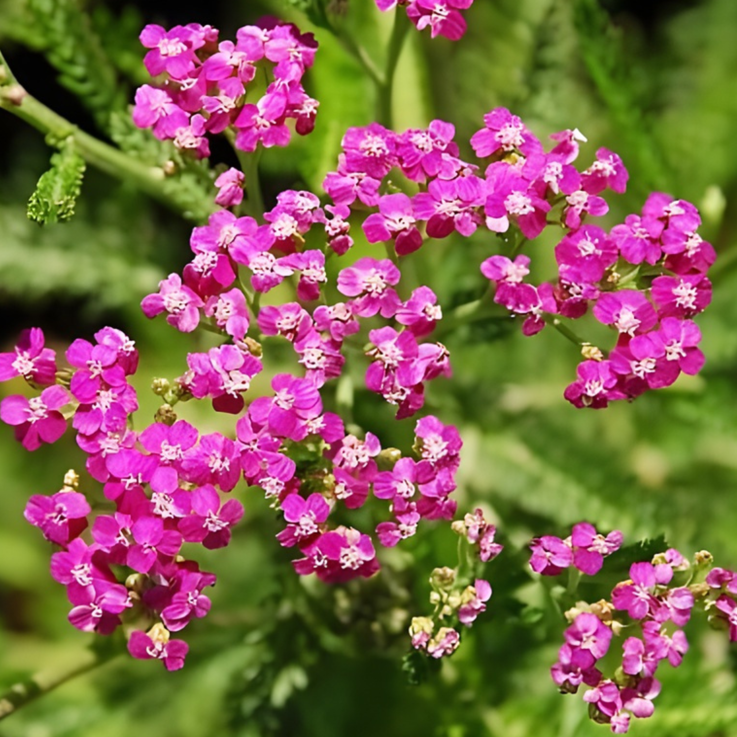 Island Pink Yarrow – California Native Pink Flowering Ground Cover ...