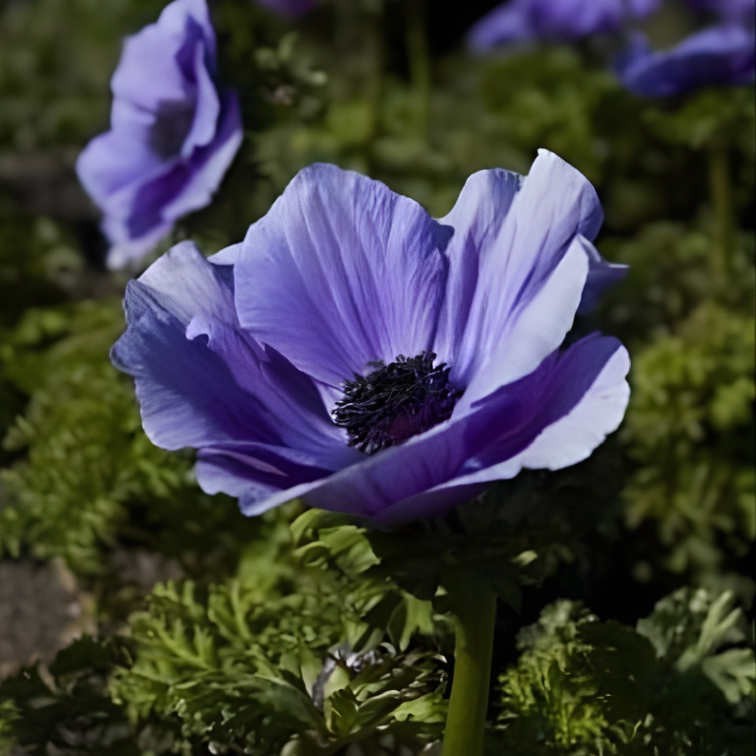 Mona Lisa Deep Blue Anemone – Large Blue Flowering Live Plant – Planted ...