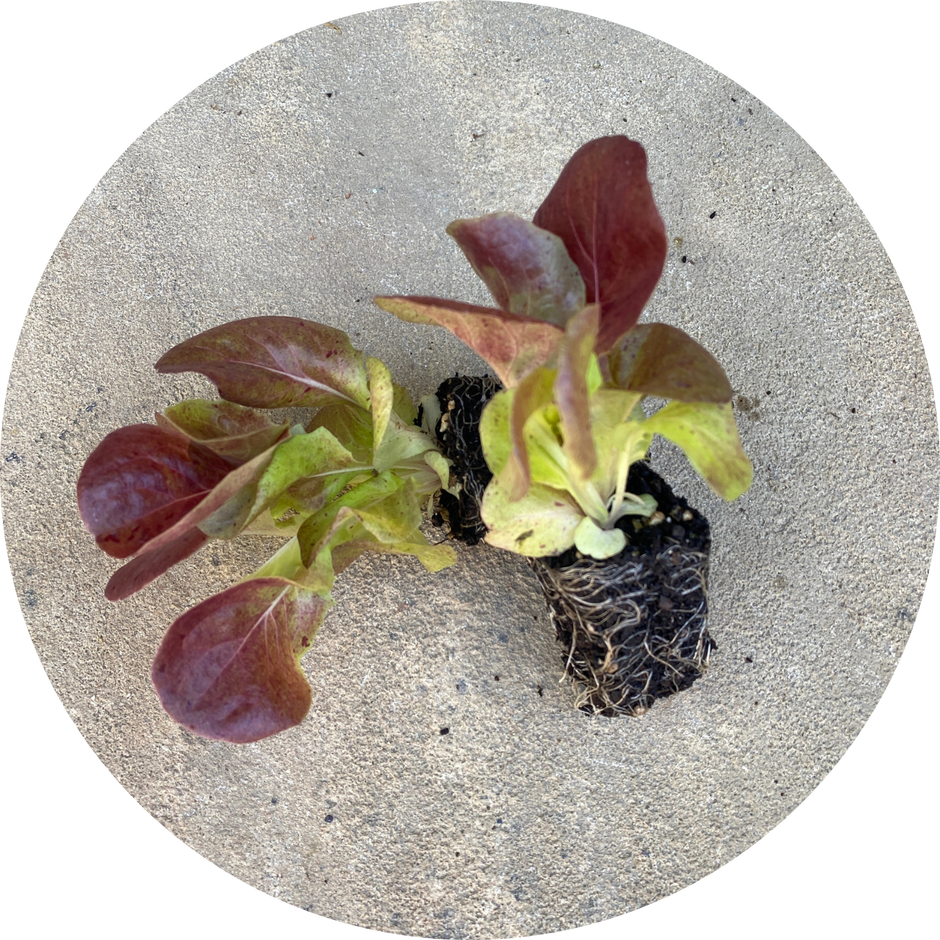 Specialty Lettuce 6-Pack Garden Bundle – Planted Places