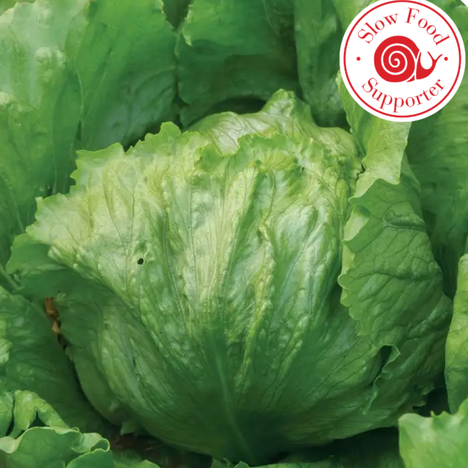 Organic Ark Of Taste Burpee Iceberg Seedling - 2" Live Starter Plant ...