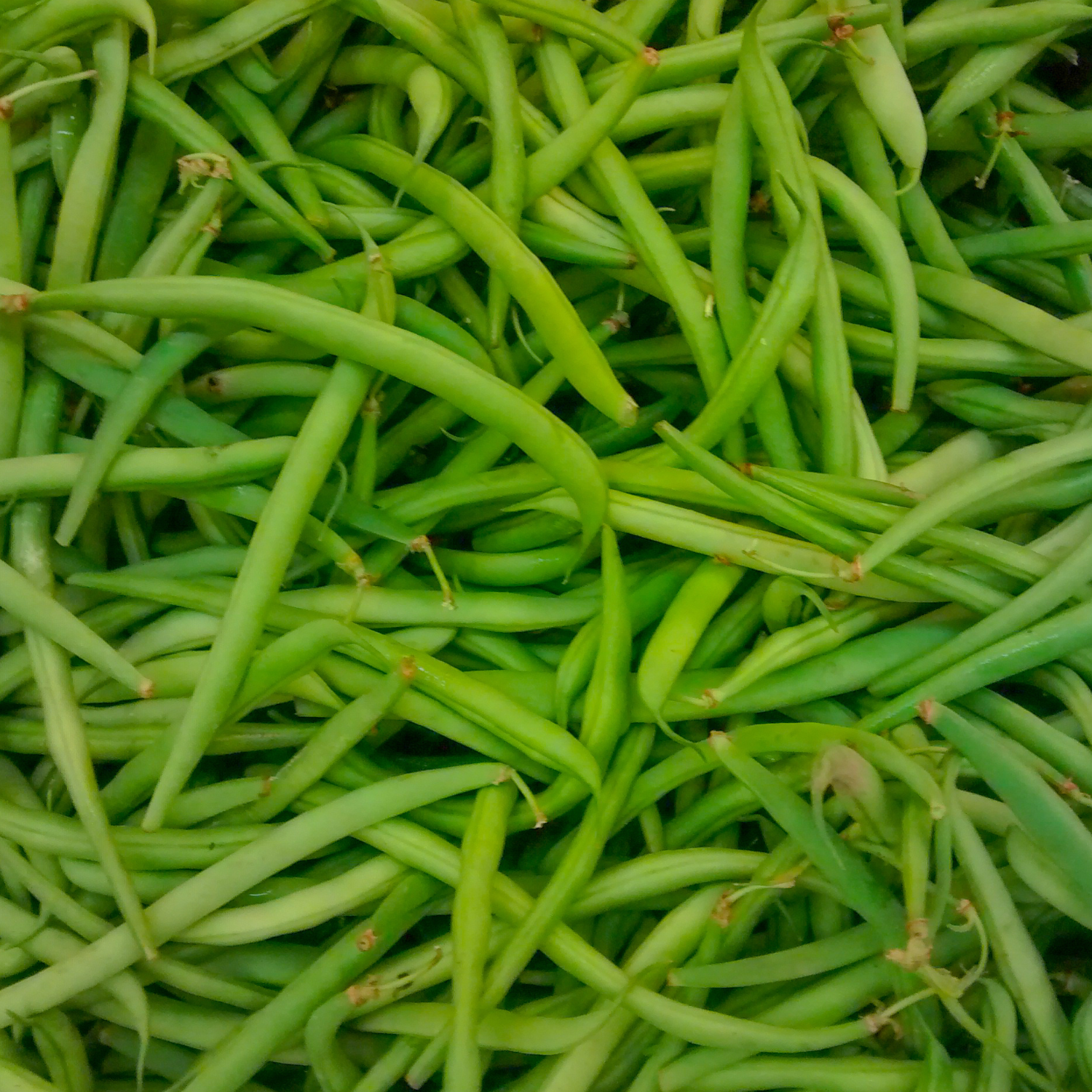 Blue Lake F1 Pole Bean – Organic 2" Heirloom Beans – Planted Places