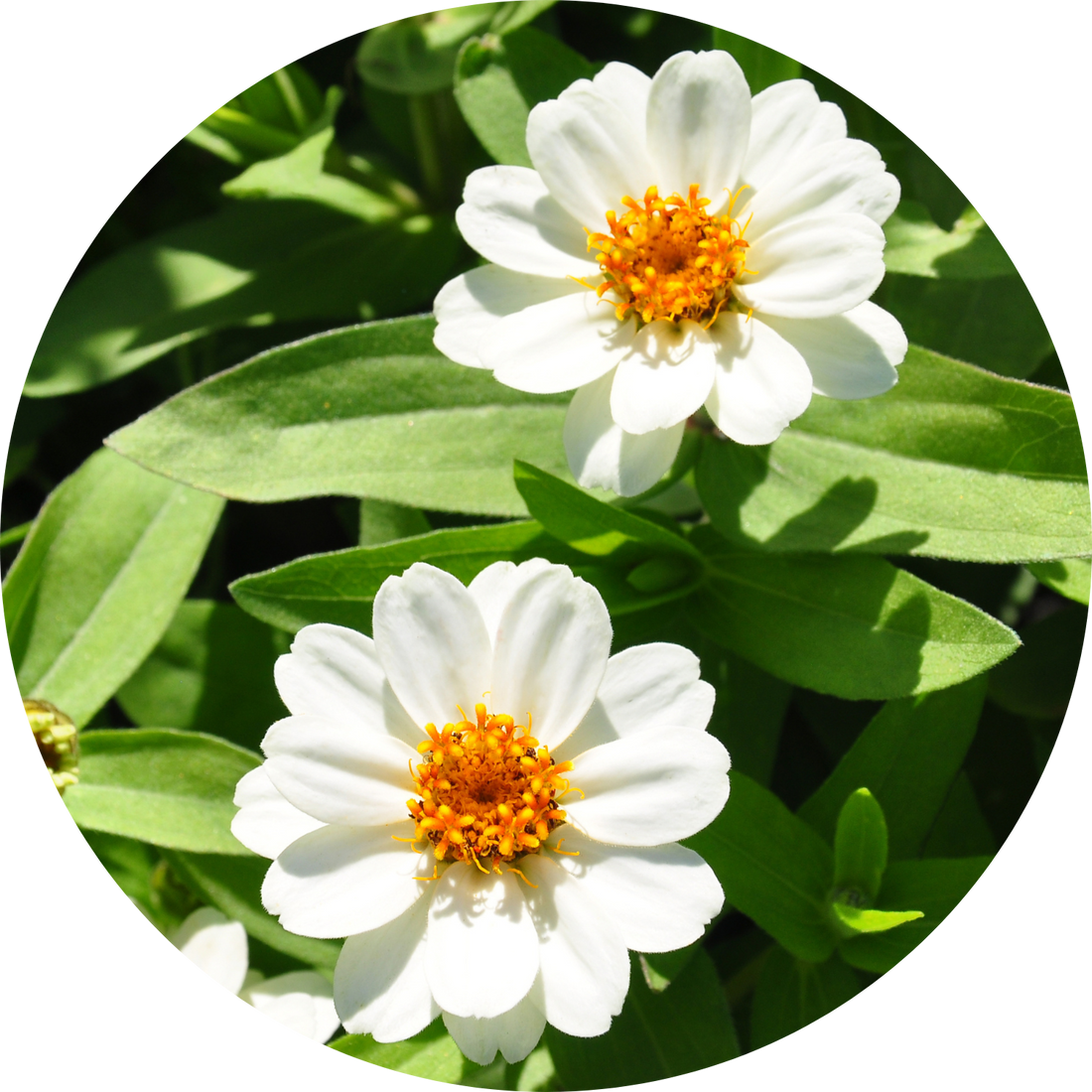 Bidens White Delight – 4" White Perennial Flower – Planted Places