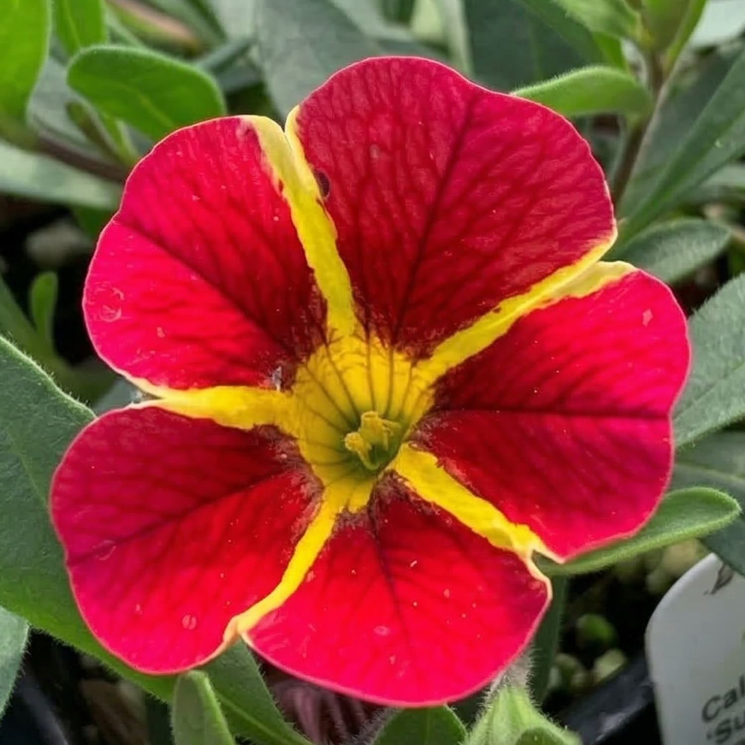 Red Hawaii MiniFamous Neo Calibrachoa - 4" Live Flowering Plant ...