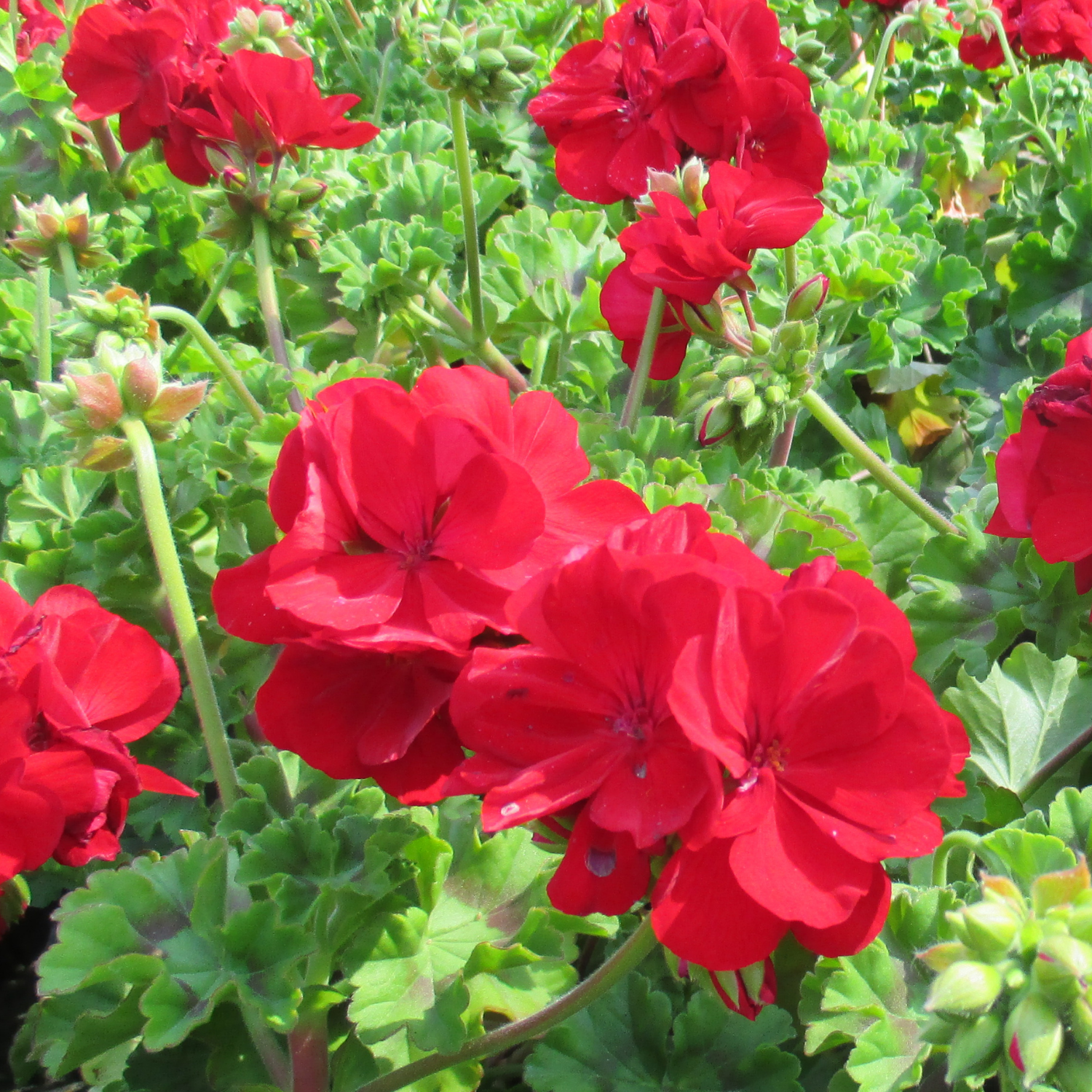 Calliope Large Dark Red Geranium - 4" Live Flowering Plant – Planted Places