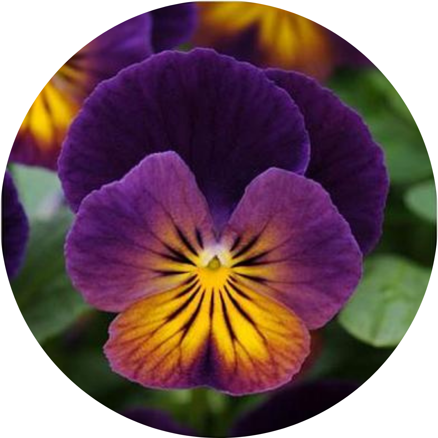 Viola ‘Celestial Northern Lights’ 4" – Cold-Tolerant Horned Violet ...