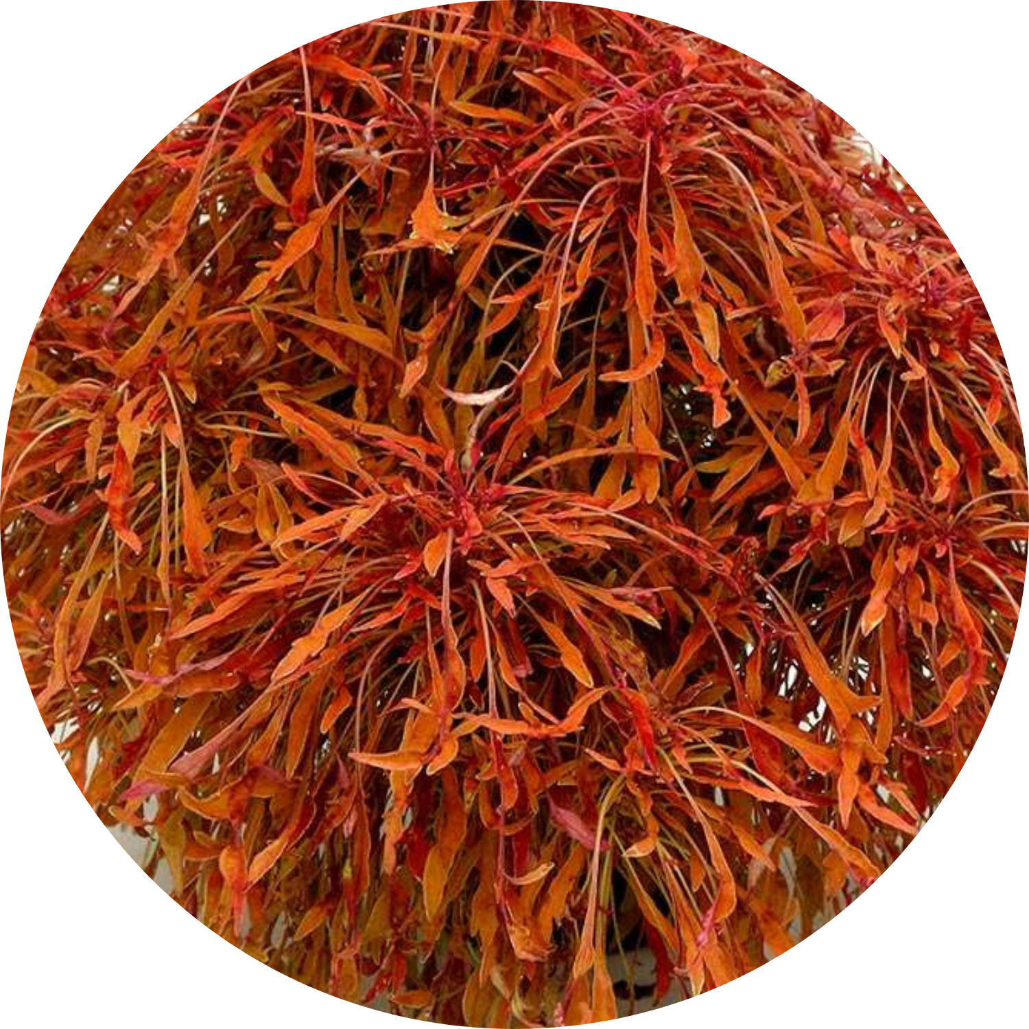 Coleus "Monkey Puzzle" – 4" Annual with Textured Peach-Purple Leaves ...