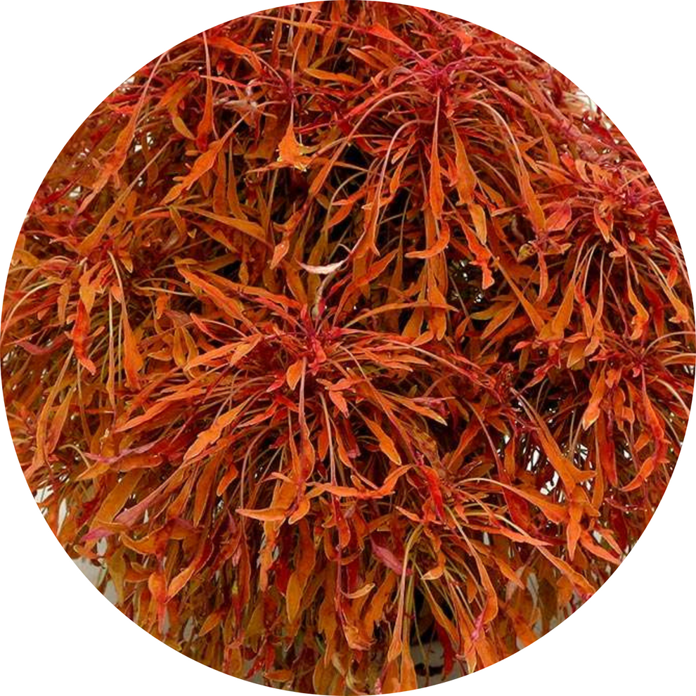 Coleus "Monkey Puzzle" – 4" Annual with Textured Peach-Purple Leaves ...