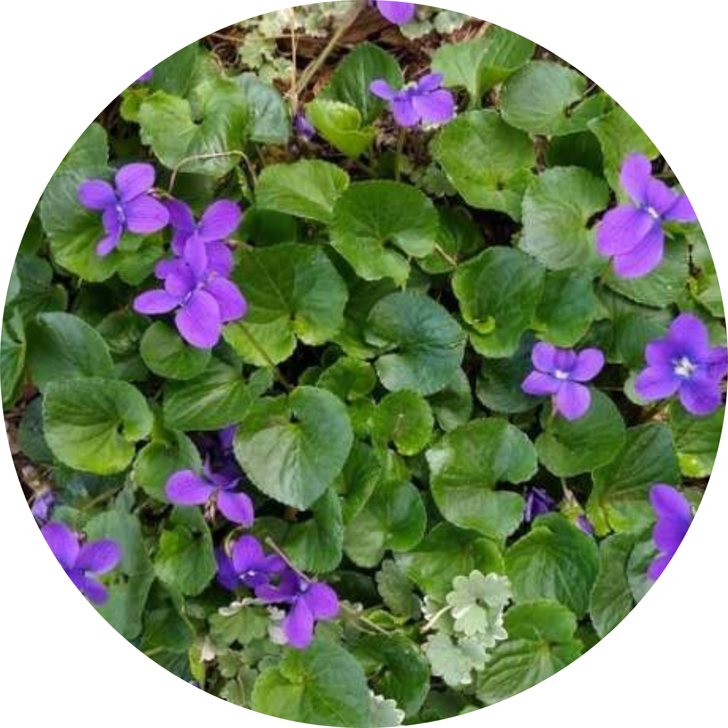 Viola ‘Royal Robe’ – 4" Fragrant Violet-Blue Perennial – Planted Places