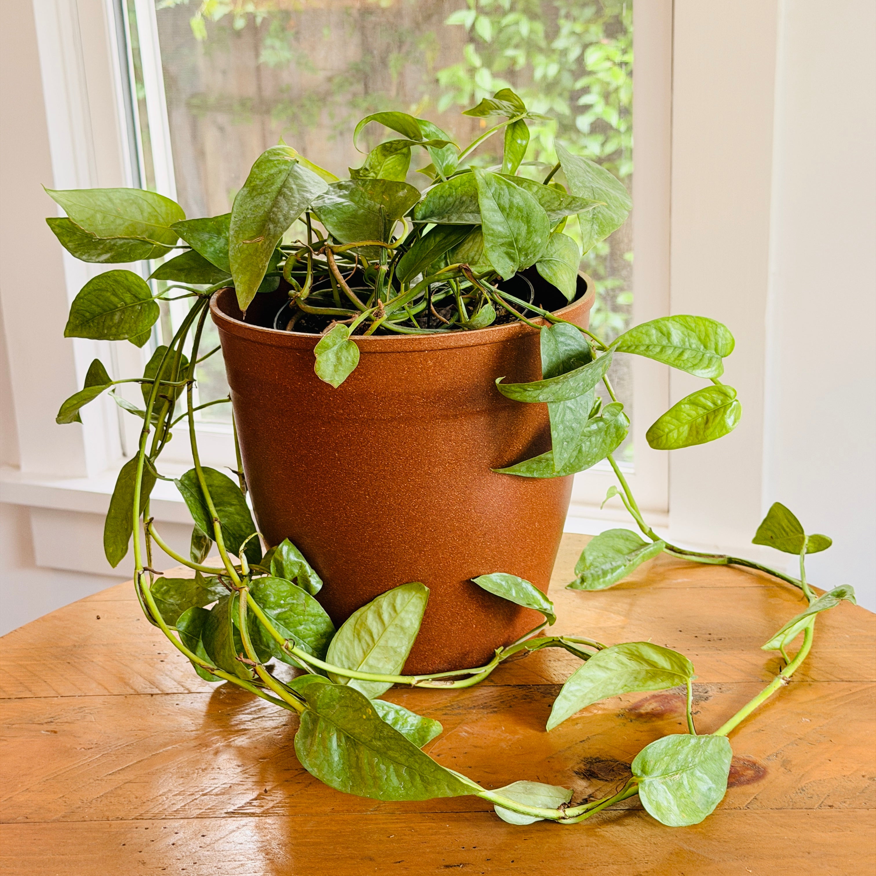 House Plant Bundle – 6" Live Plant with Eco-Pot – Planted Places