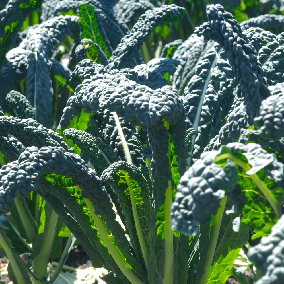 Organic Dinosaur Kale (Lacinato) – Dark Blue-Green Heirloom Live Plant ...