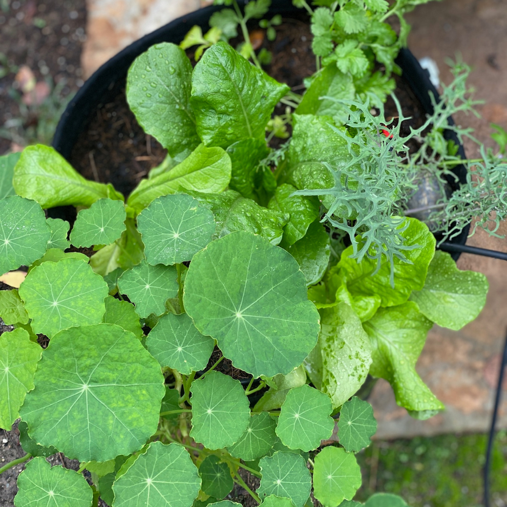 Pollinator Pot Grow Kit – Planted Places