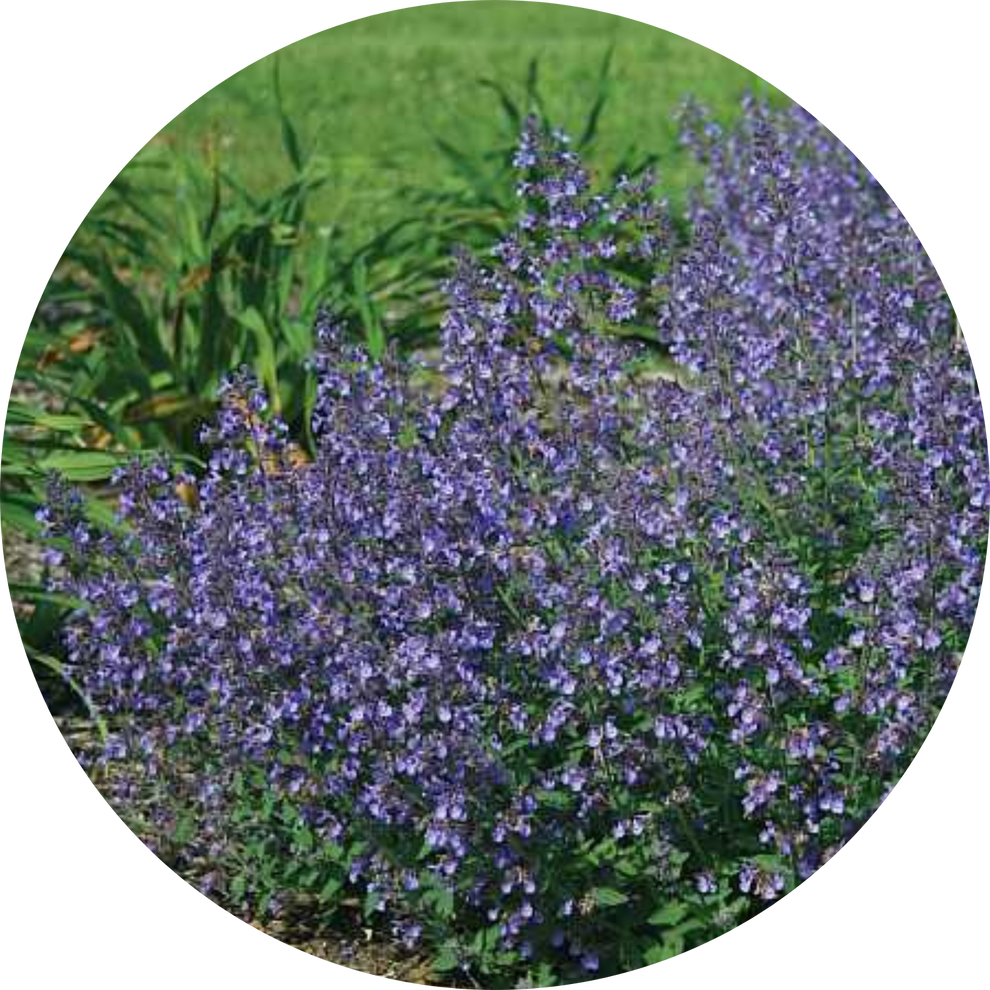 Nepeta ‘Junior Walker’ (Catmint) – 4" Dwarf Perennial – Planted Places