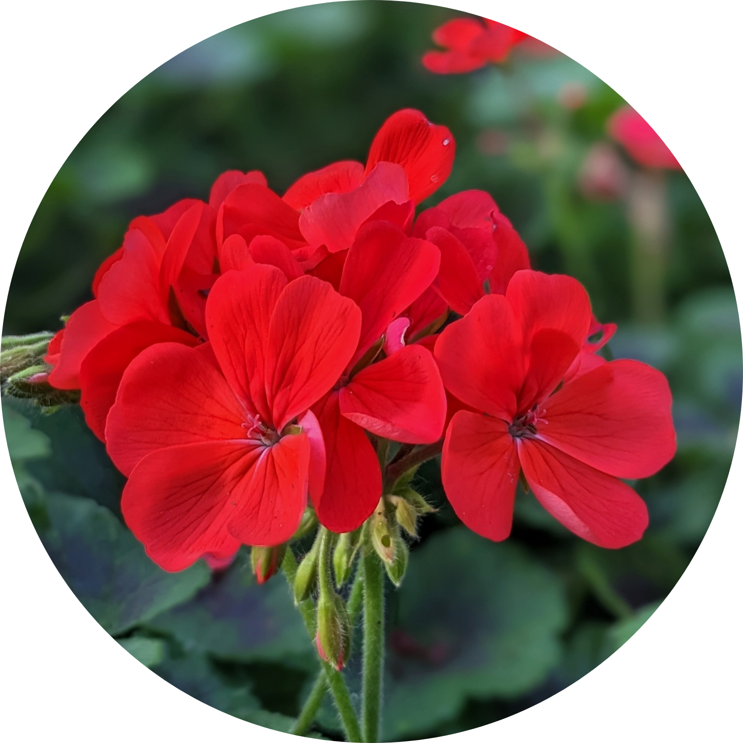 Geranium ‘Tango Deep Red’ – 4" Zonal Red Pelargonium – Planted Places