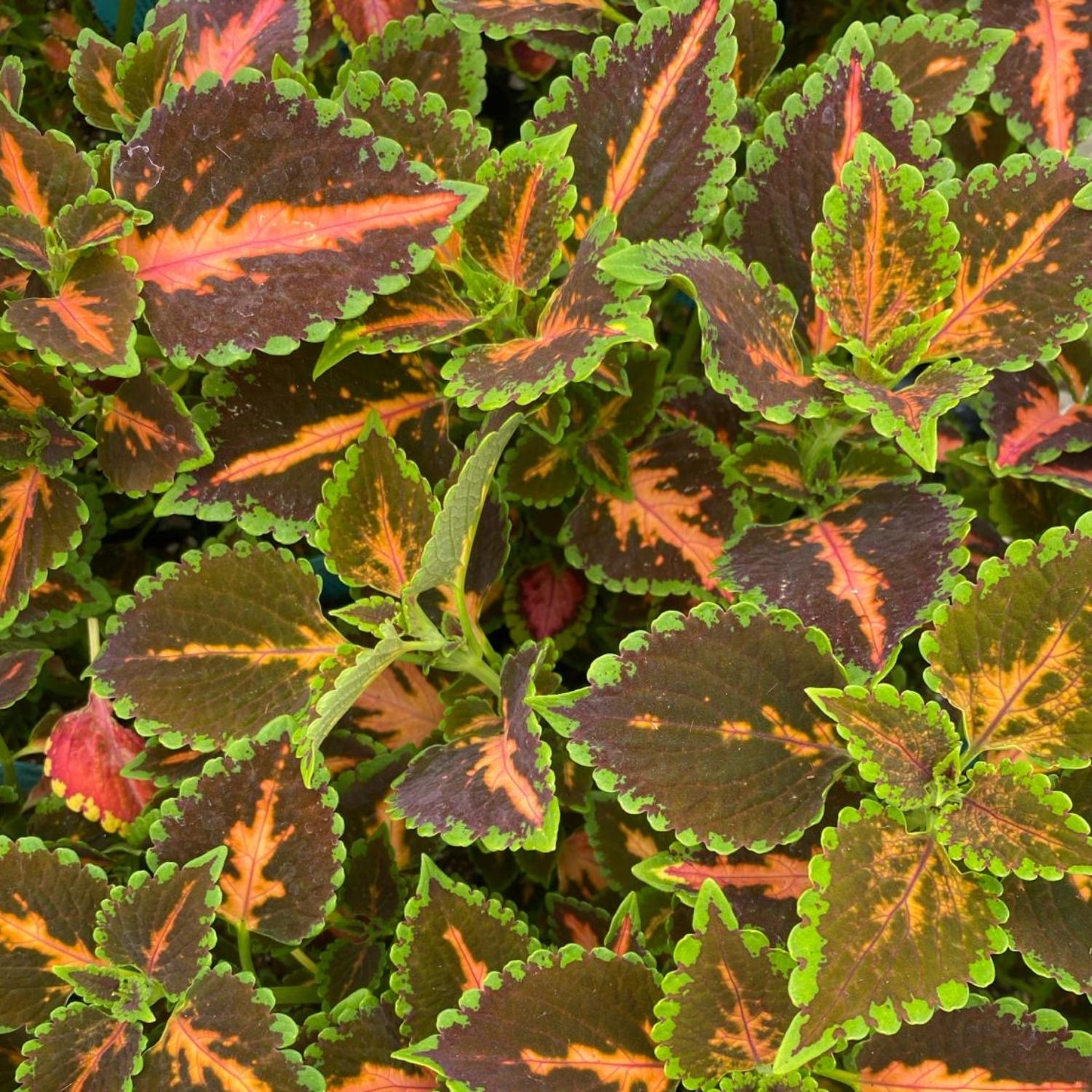 Peach Julep Coleus - 4" Live Annual Ornamental Foliage – Planted Places