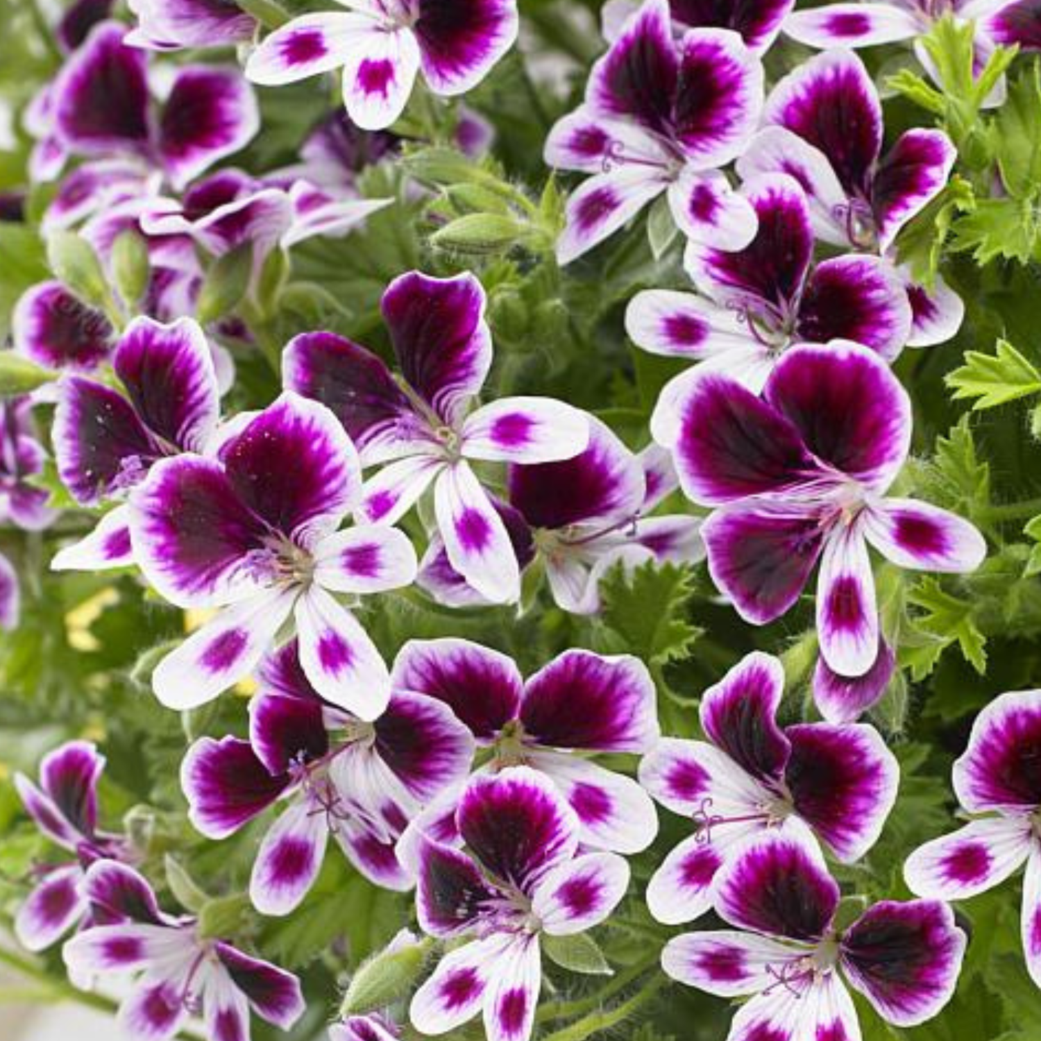 Mosquitaway Eva Geranium - 4" Live Tender Perennial Flowering Plant ...
