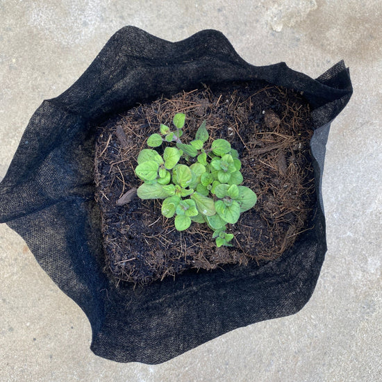 Seedlings & Bundles - Herb Garden Kits - Planted Places Inc.