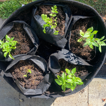 Pollinator Pot Grow Kit – Planted Places