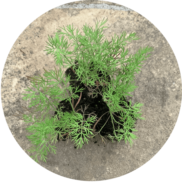 Seasonal Varieties 6-Pack Garden Bundle – Planted Places