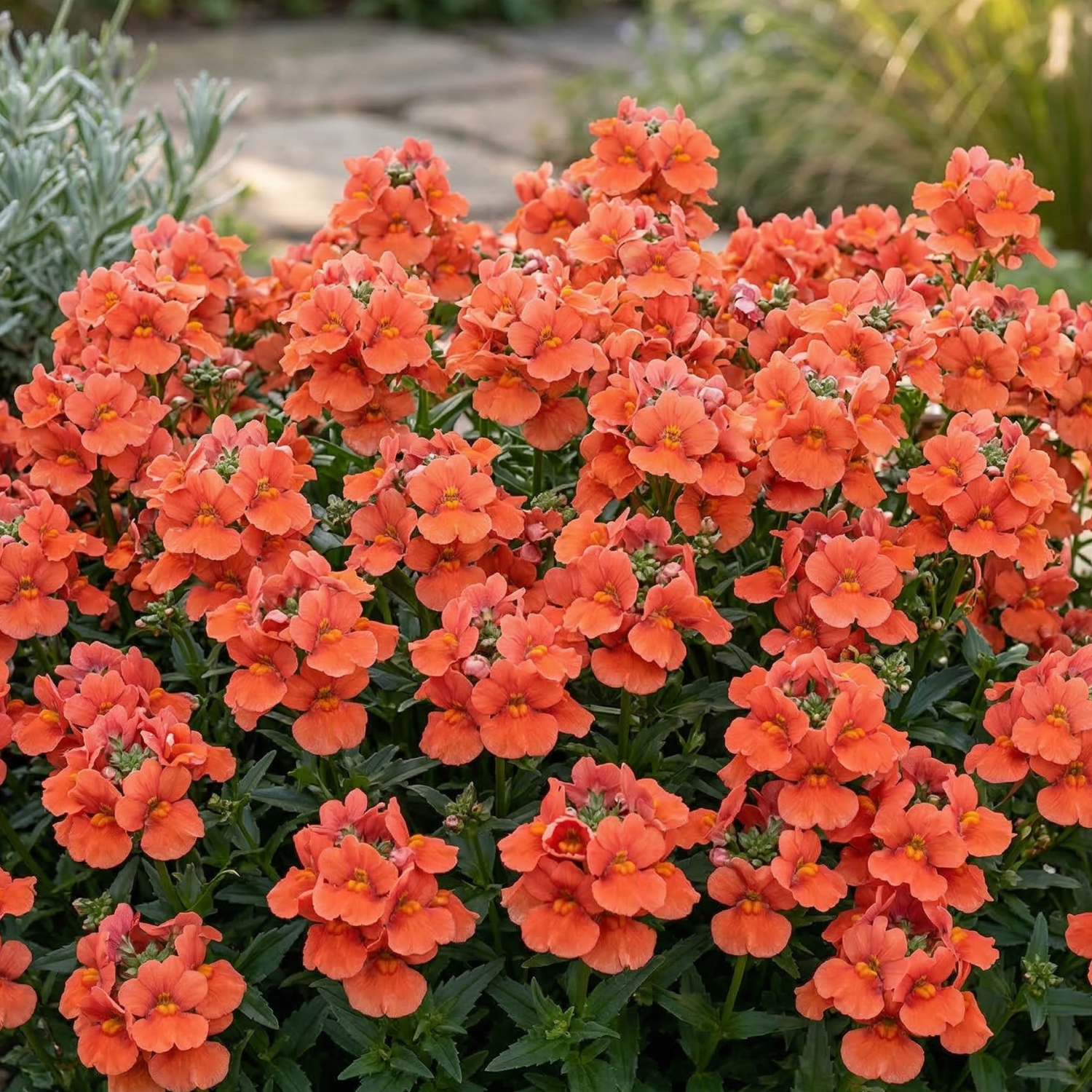 Trinity Sunset Twinspur Diascia - 4" Live Flowering Plant – Planted Places