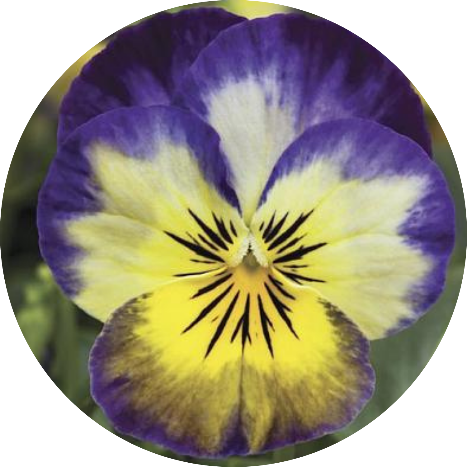 Penny Primrose Picotee Viola 4" – Early Flowering Perennial – Planted ...