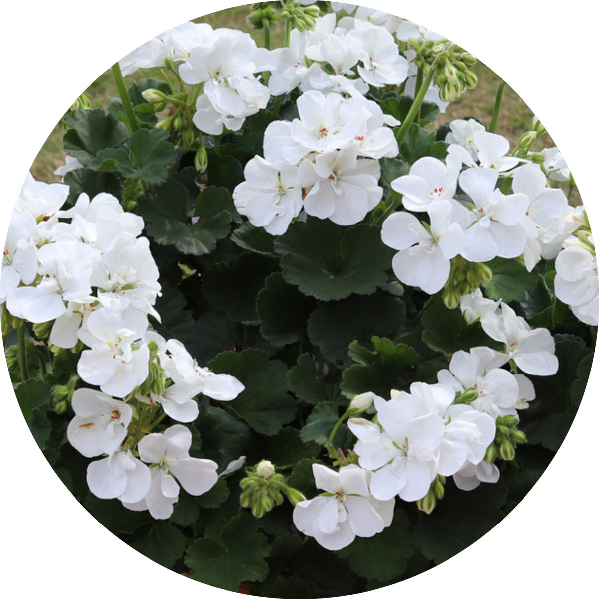 Geranium ‘Tango White’ – 4" White Flowering Pelargonium – Planted Places