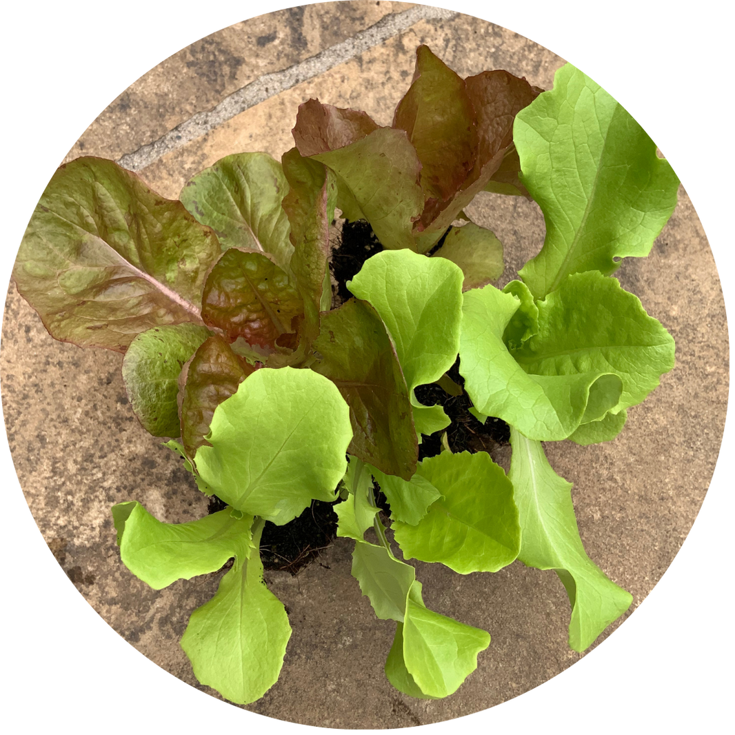 Specialty Lettuce 6-Pack Garden Bundle – Planted Places